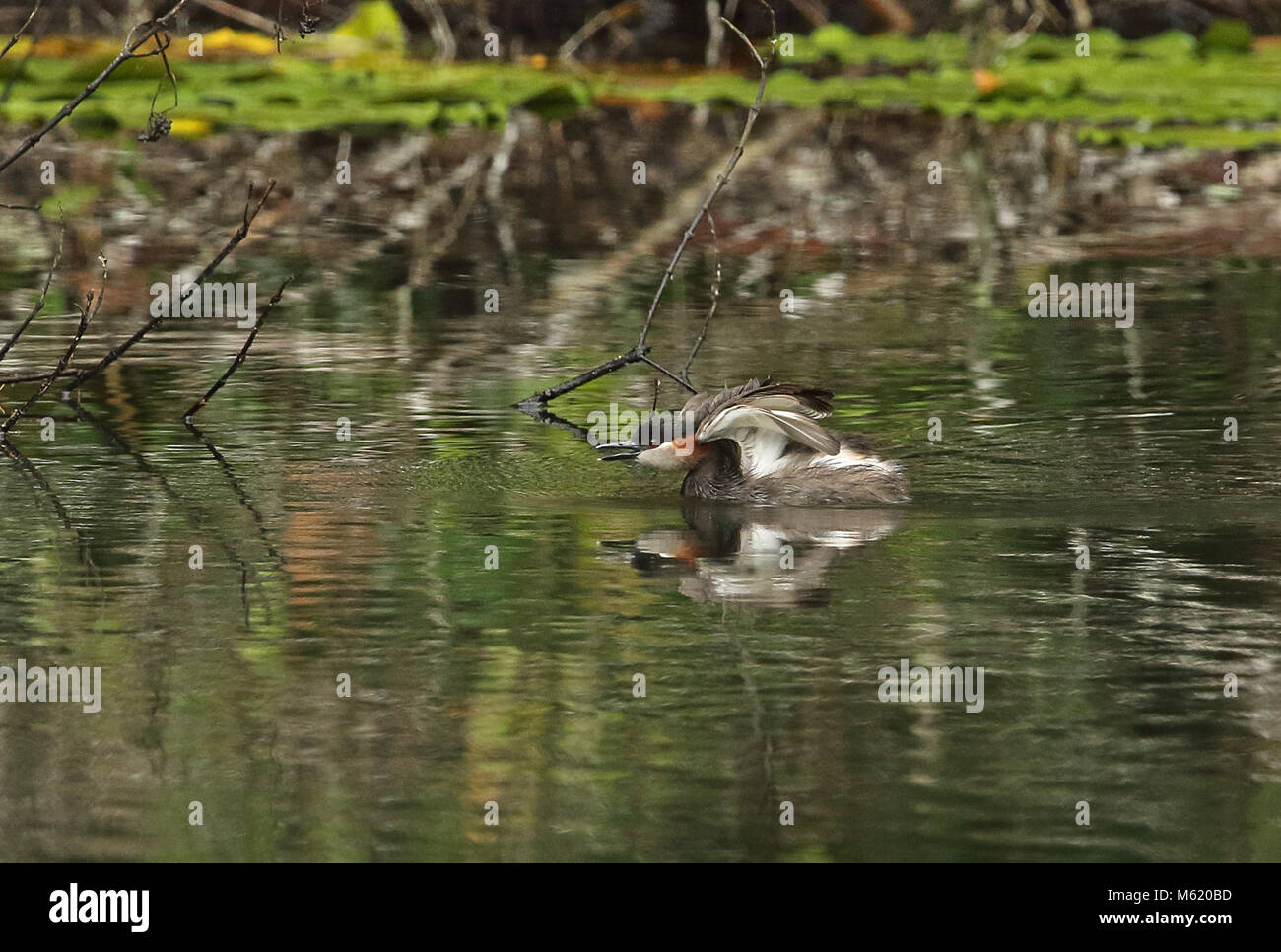 Madagascar Grebe (Tachybaptus pelzelnii) adult on lake wing-stretching ...