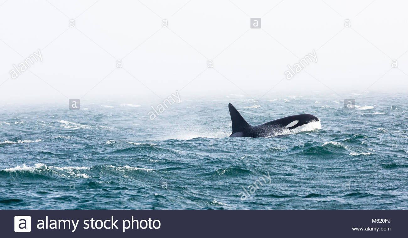 6 Ft Stock Photos & 6 Ft Stock Images - Alamy