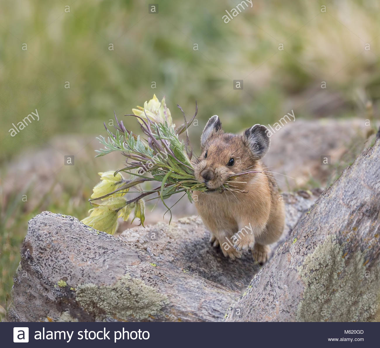 Loveland Pass Stock Photos & Loveland Pass Stock Images - Alamy