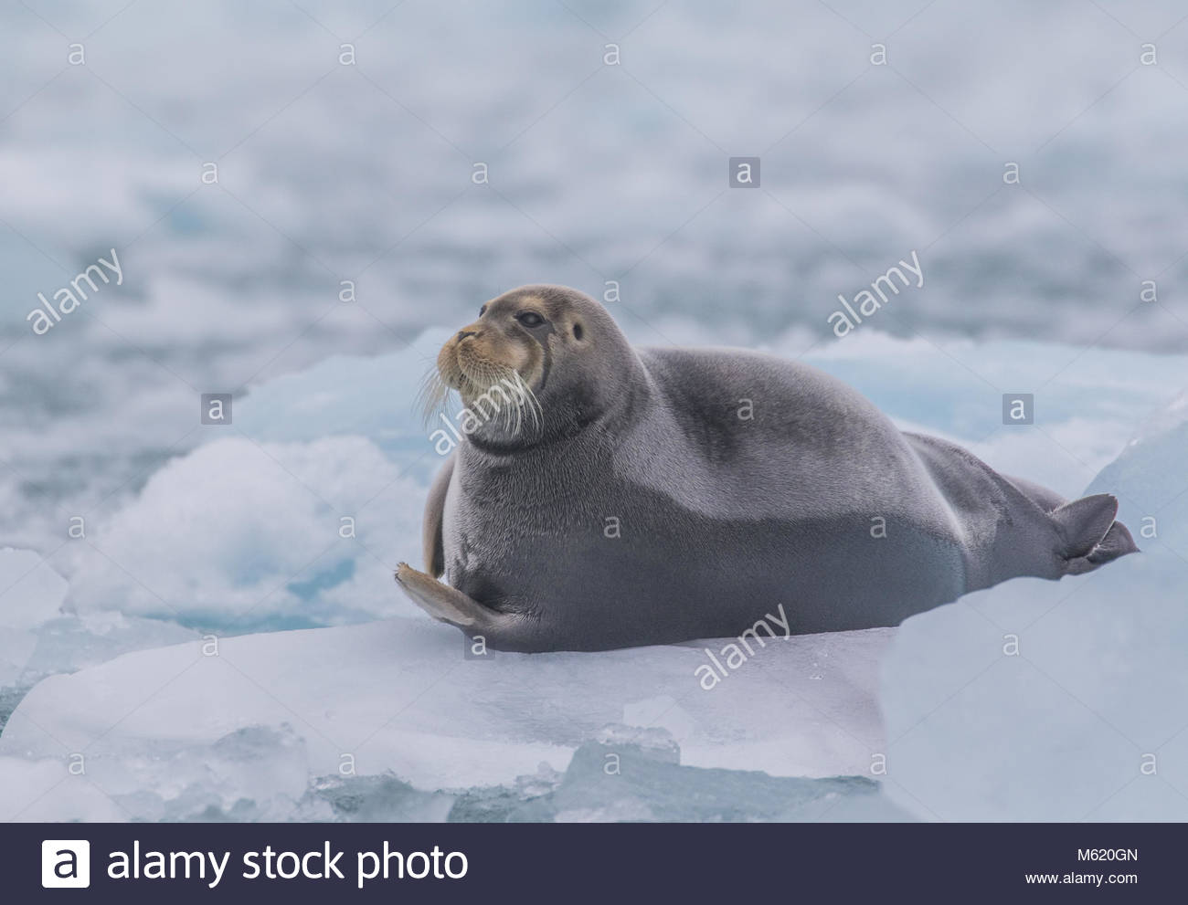 Bearded Seals Stock Photos & Bearded Seals Stock Images - Alamy
