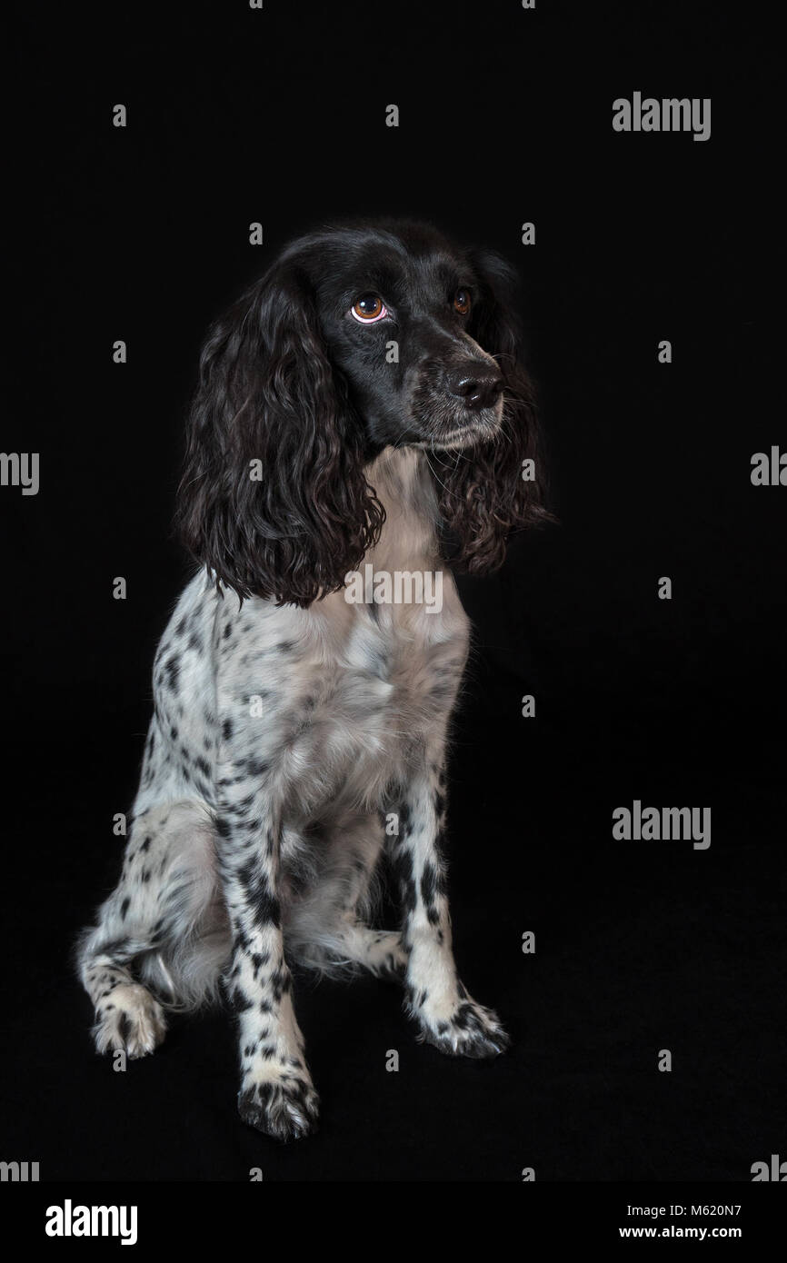 Beautiful female spaniel is sitting on black background Stock Photo - Alamy