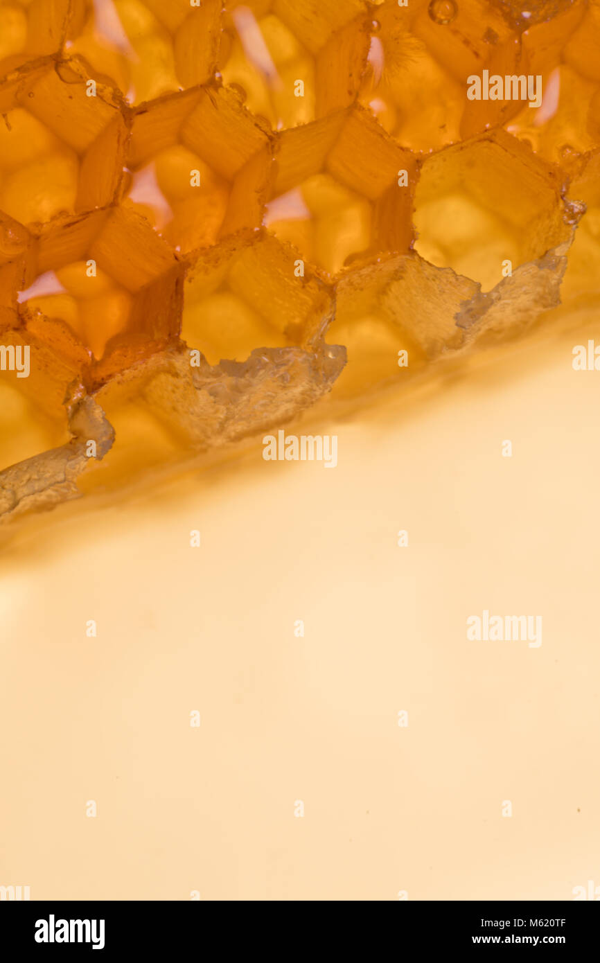Edge of Honey Comb at Angle on cream background Stock Photo - Alamy
