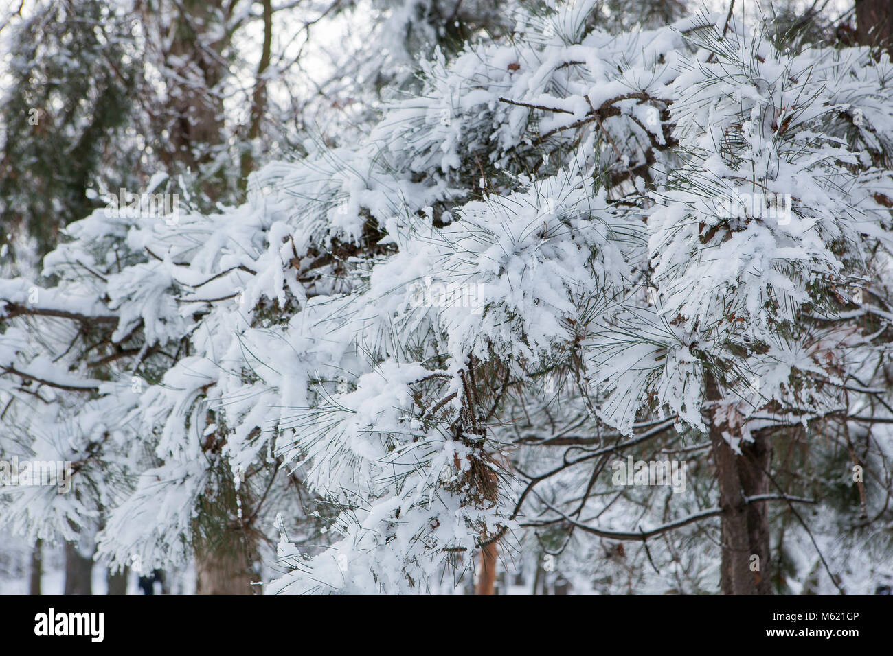 Snowfall in city hi-res stock photography and images - Alamy