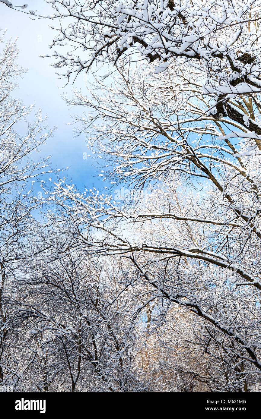 bottom view of trees covered with snow in forest Stock Photo - Alamy