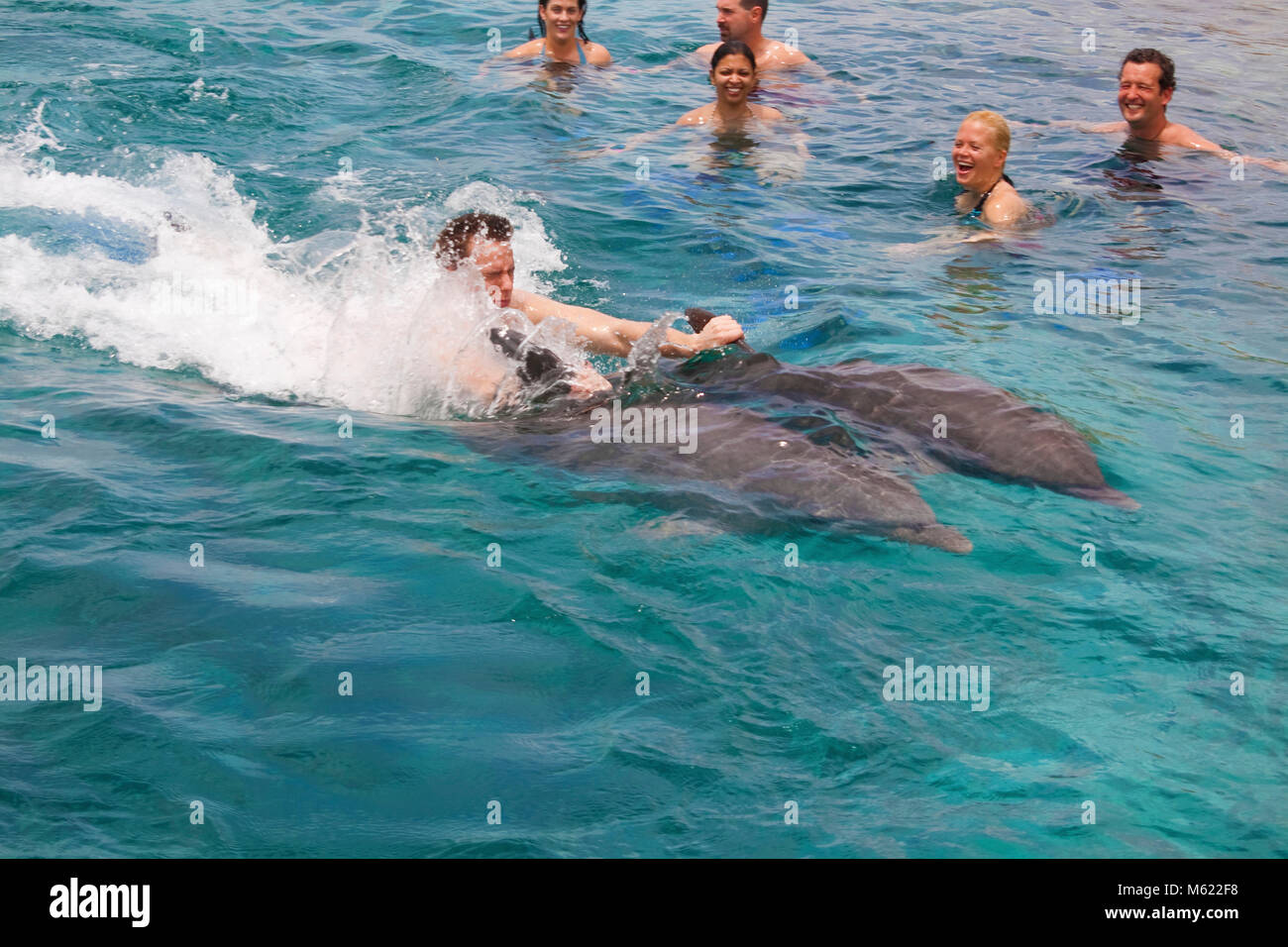 Tourists interact with dolphins, Bottlenose dolphin (Tursiops truncatus ...