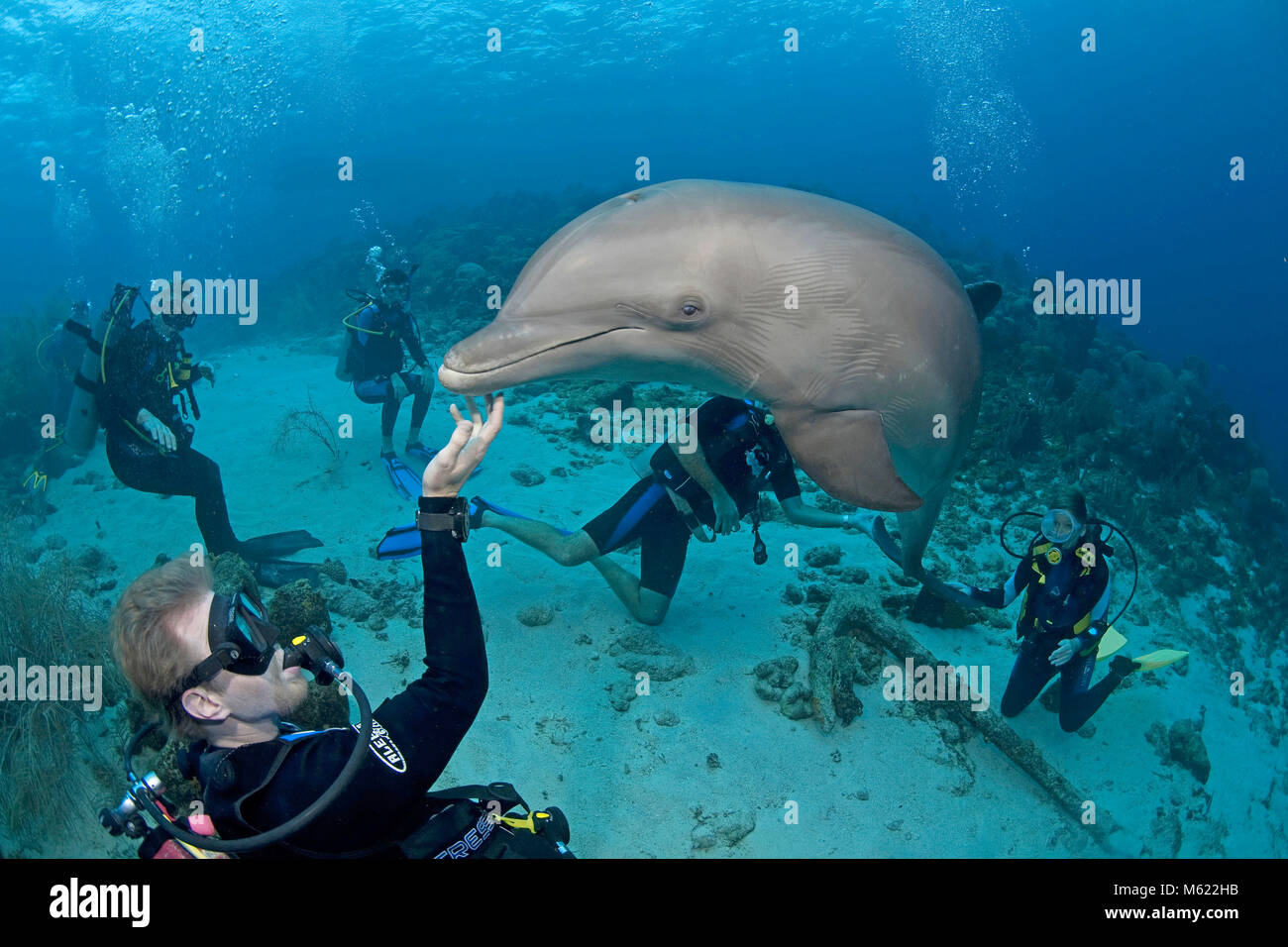 Scuba Diving With Dolphins