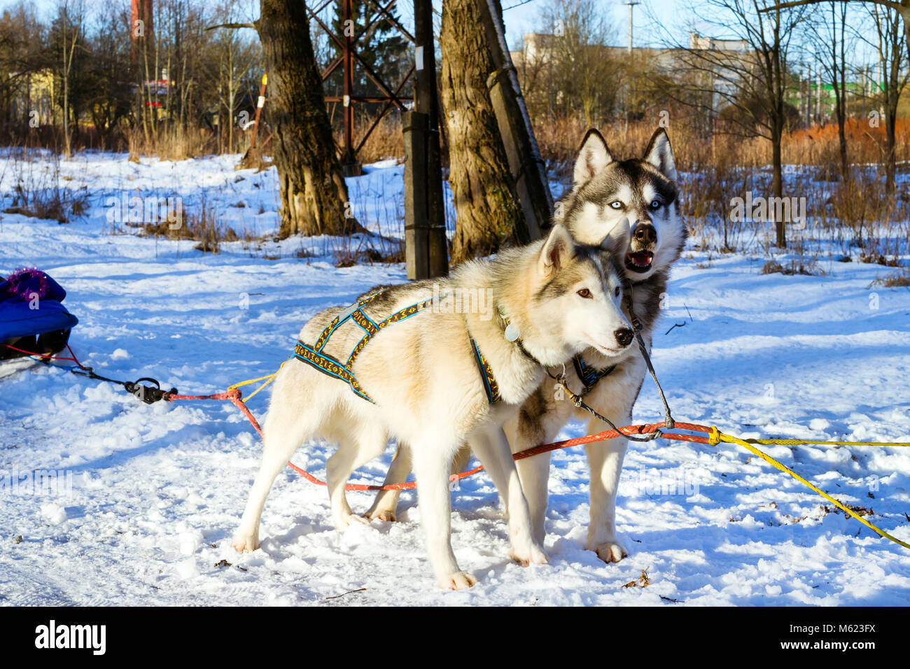 Siberian Husky resting in snow after race. Sled dogs husky harnessed to ...
