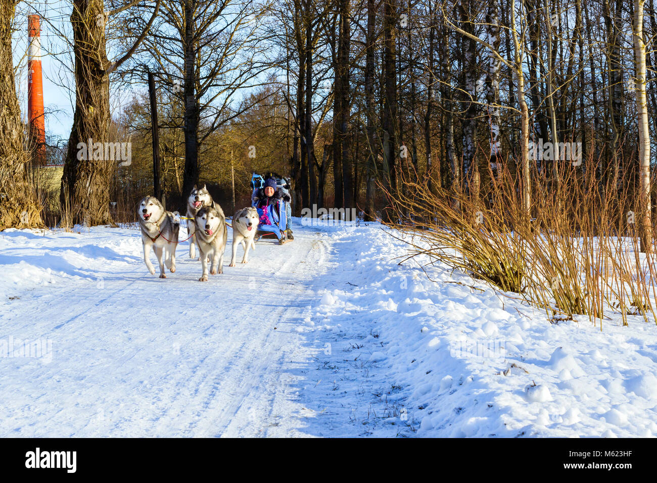 Teamwork animals hi-res stock photography and images - Alamy