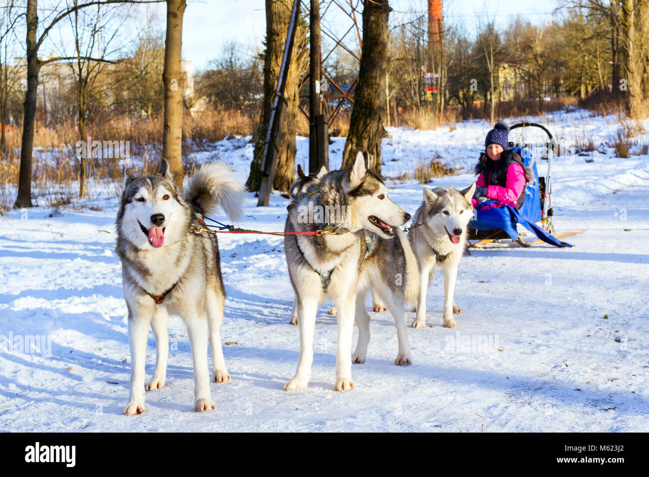 Girl riding on sled pulled by Siberian huskies. Sled dogs husky ...