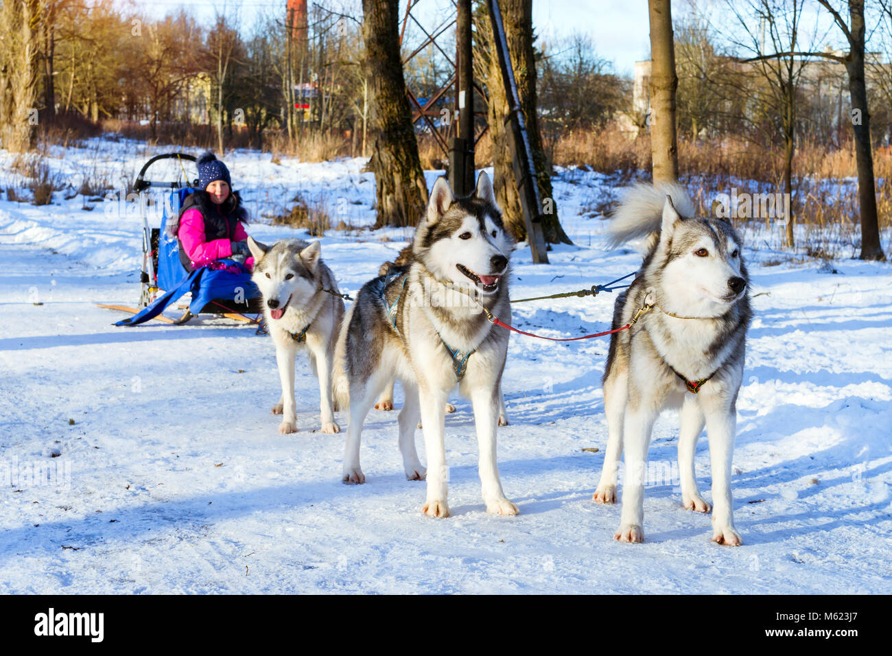 Girl riding on sled pulled by Siberian huskies. Sled dogs husky ...