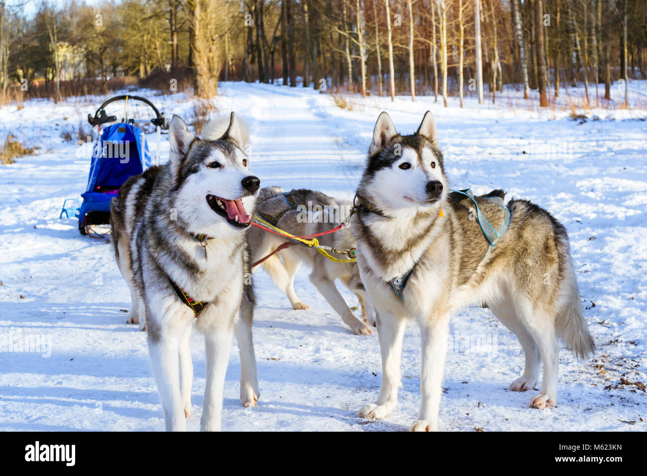 Siberian Husky resting in snow after race. Sled dogs husky harnessed to ...