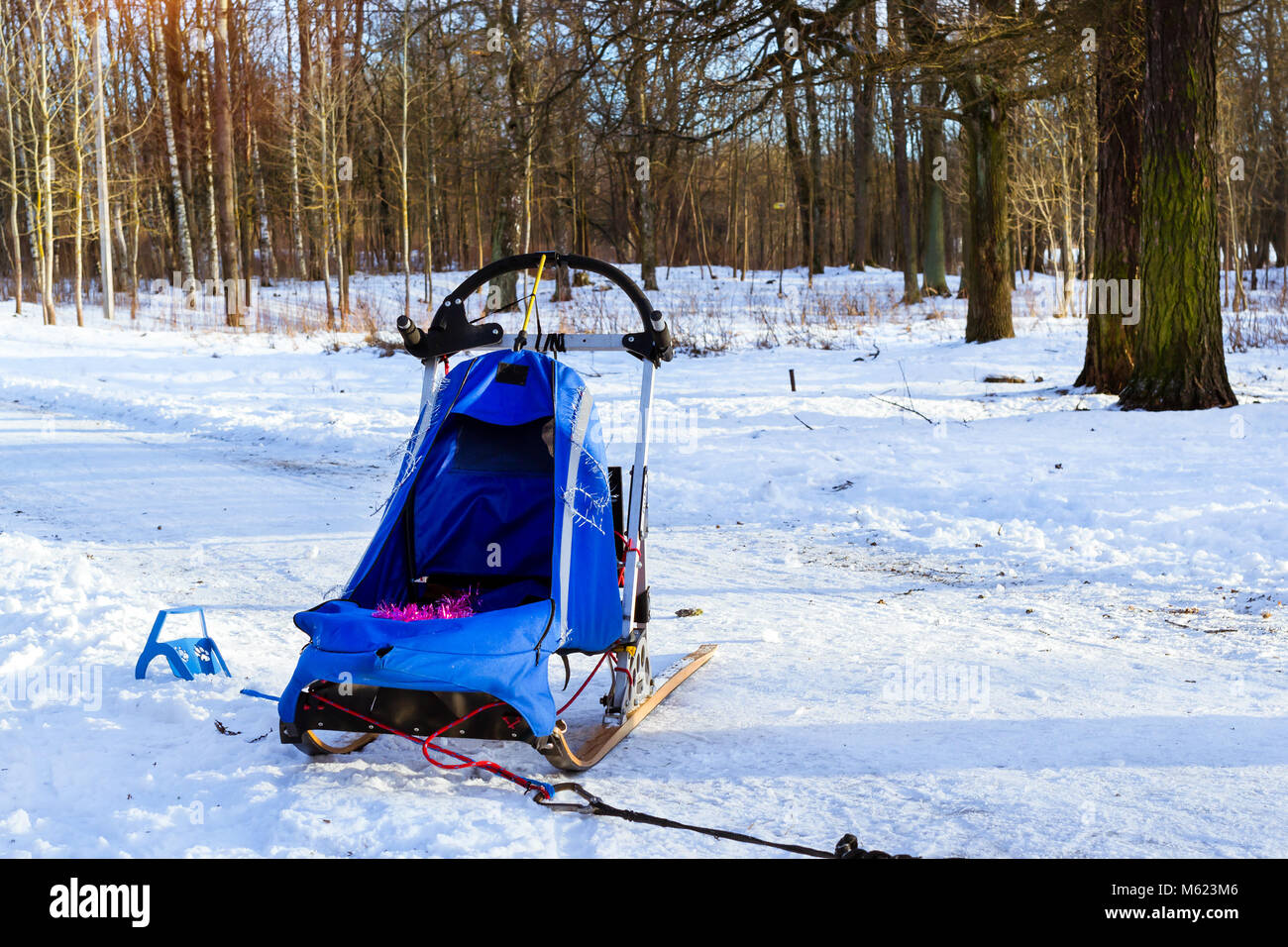 Sports sledding with dogsled on skis. Sports races for animals in sleds ...