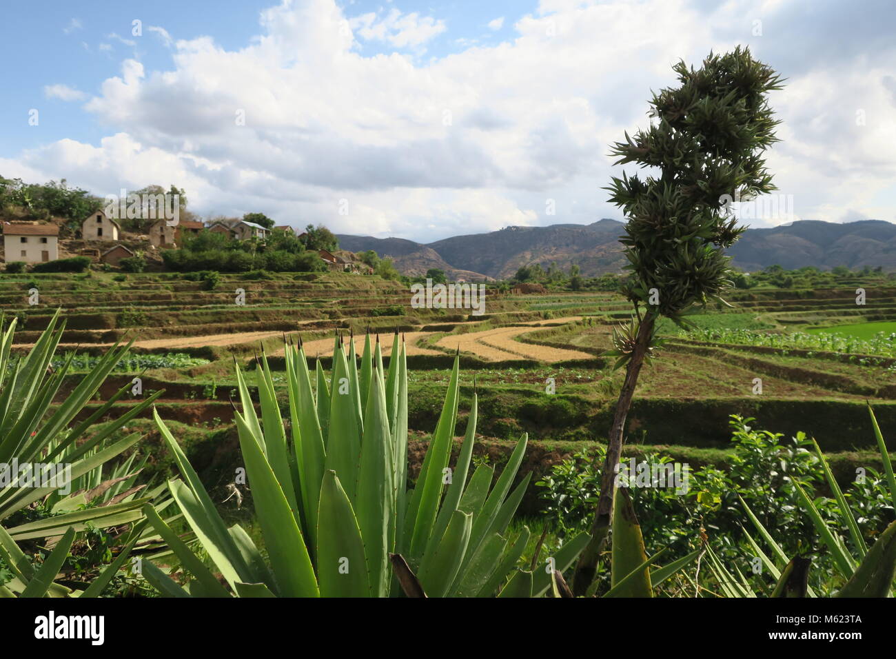 Colorful nature of Madagascar island Stock Photo - Alamy