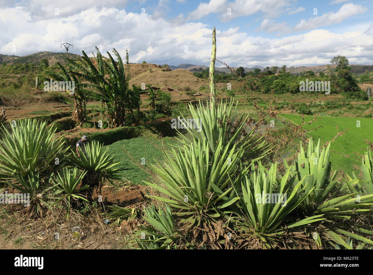 Colorful nature of Madagascar island Stock Photo - Alamy