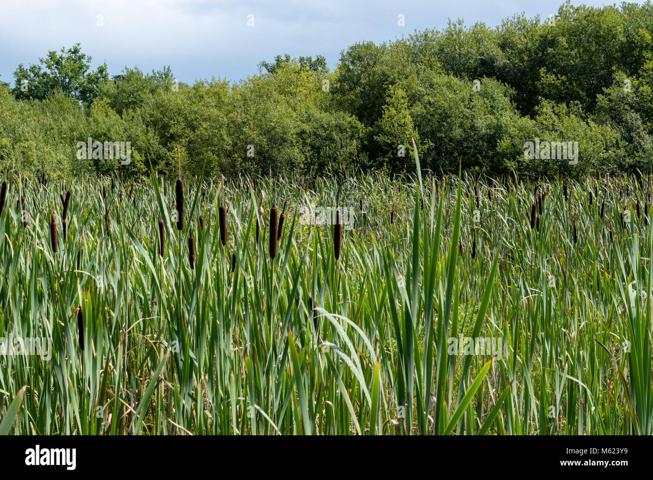 Bullrushes hi-res stock photography and images - Alamy