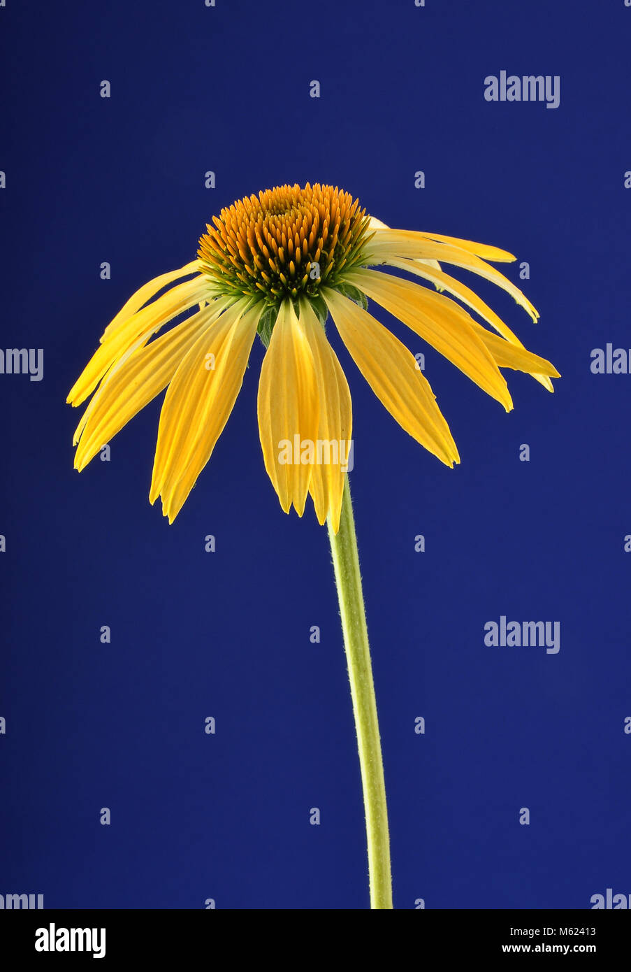 Yellow coneflower on blue background Stock Photo - Alamy