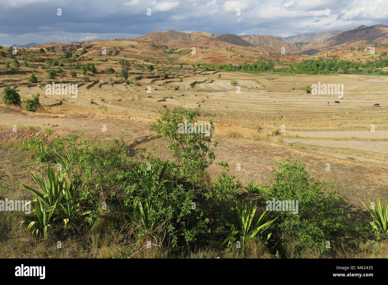 Colorful nature of Madagascar island Stock Photo - Alamy