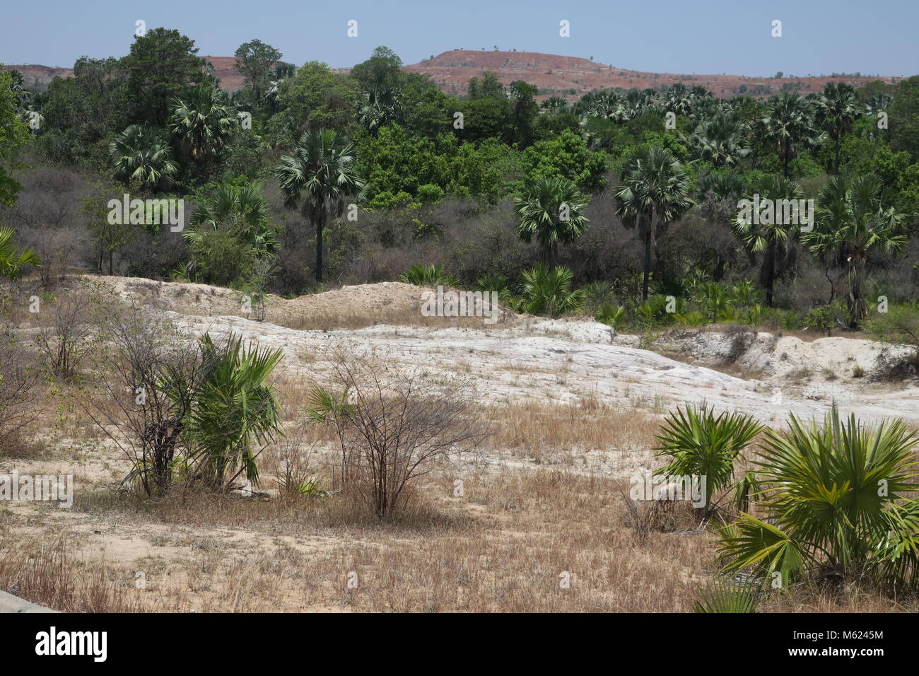 Colorful nature of Madagascar island, fresh countryside of the island ...