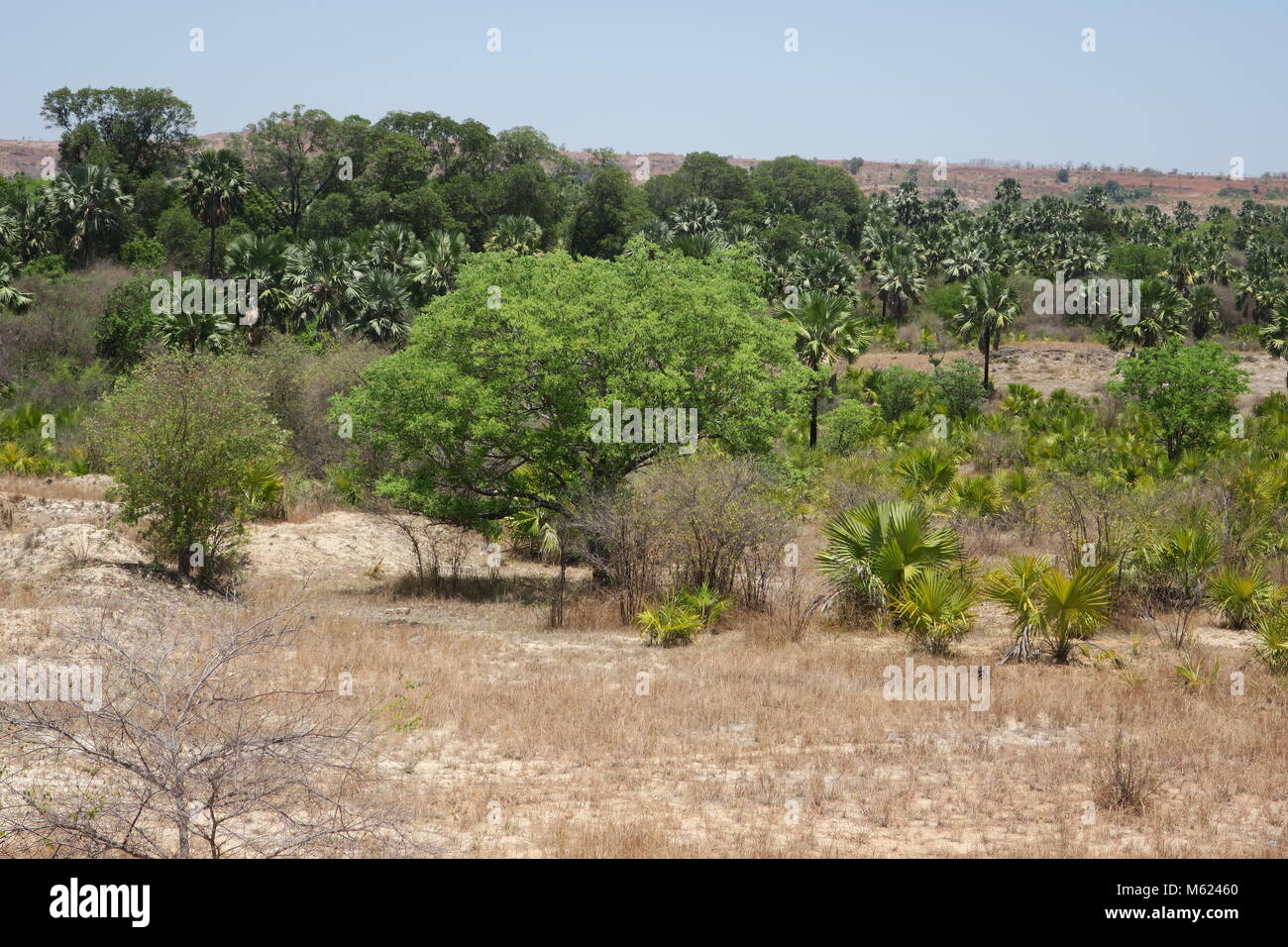 Colorful nature of Madagascar island, fresh countryside of the island ...