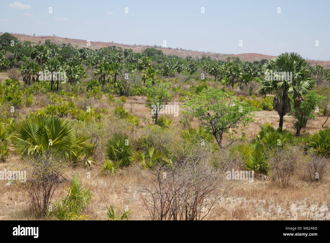Colorful nature of Madagascar island, fresh countryside of the island ...