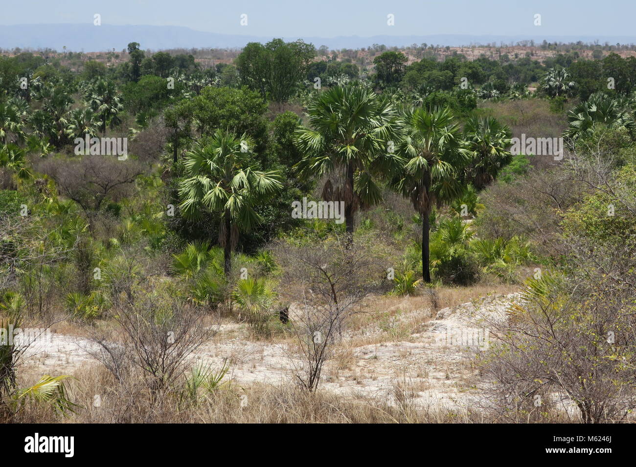 Colorful nature of Madagascar island, fresh countryside of the island ...