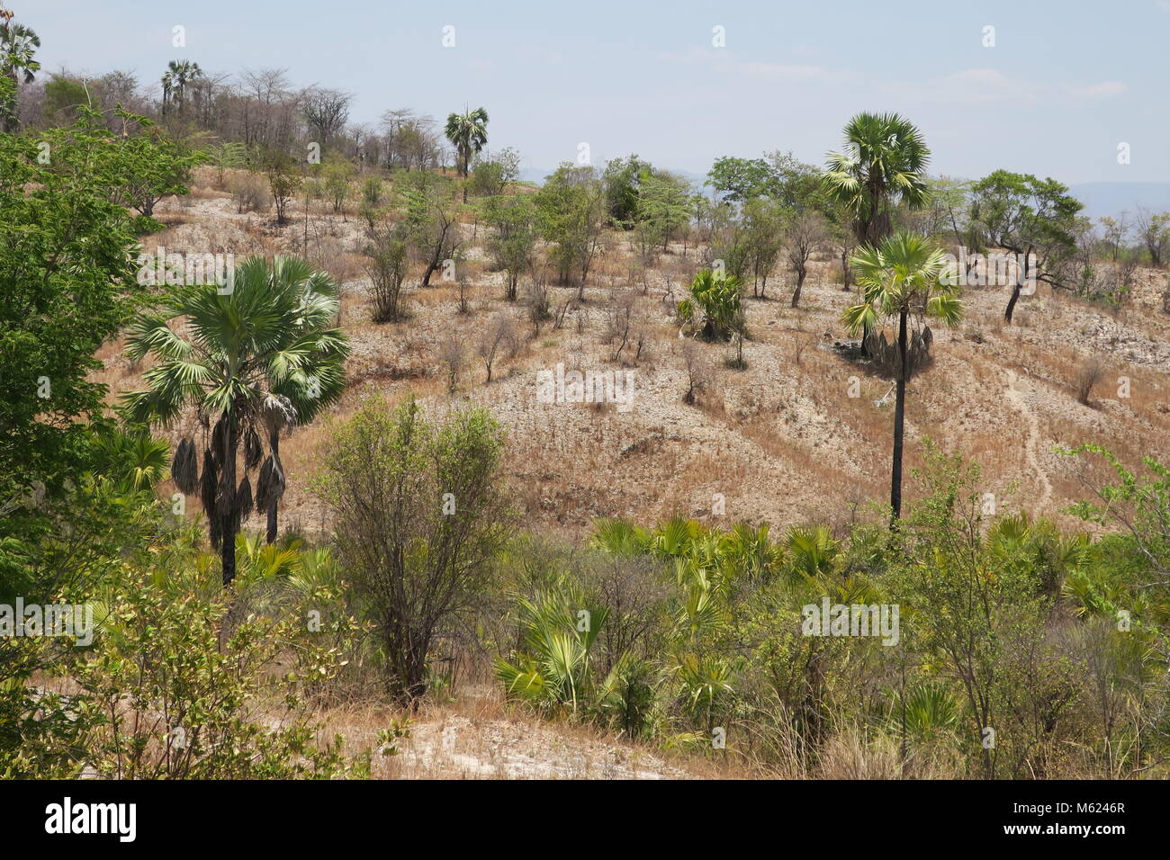 Colorful nature of Madagascar island, fresh countryside of the island ...