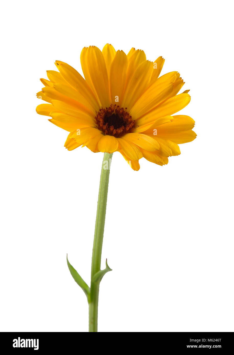 Common marigold isolated on white background Stock Photo - Alamy