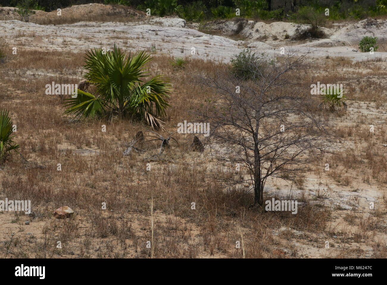 Colorful nature of Madagascar island, fresh countryside of the island ...