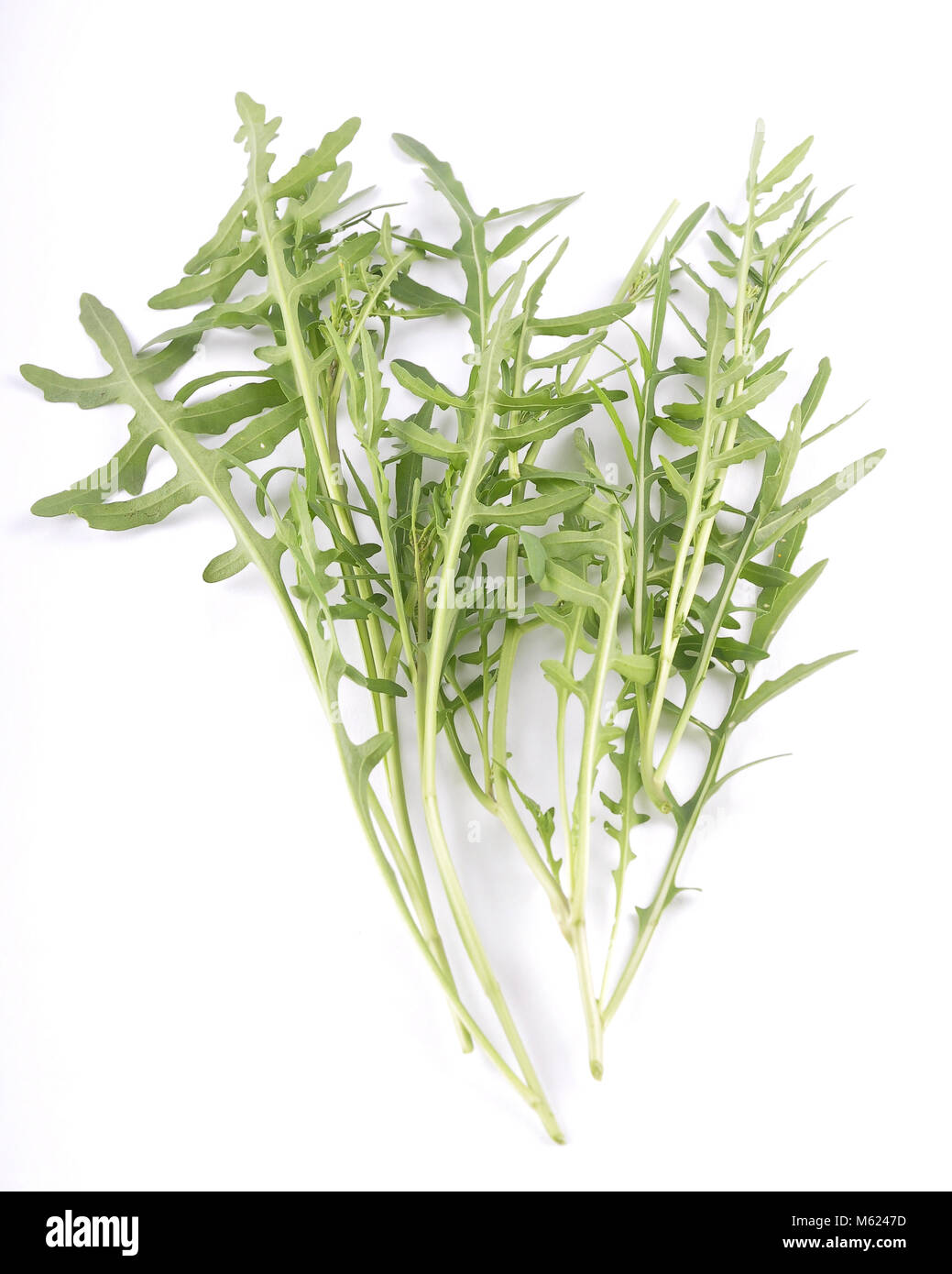 Roquette on white background Stock Photo - Alamy