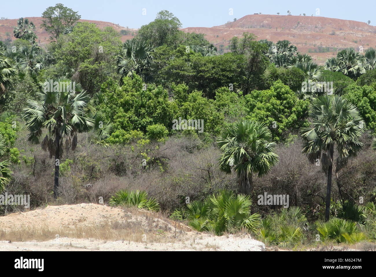 Colorful nature of Madagascar island, fresh countryside of the island ...