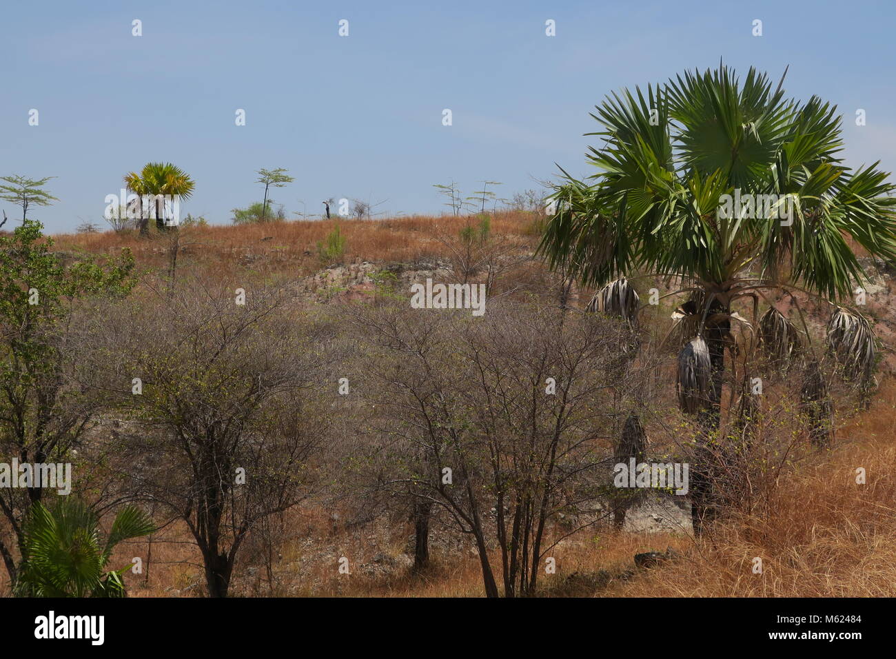 Colorful nature of Madagascar island, fresh countryside of the island ...
