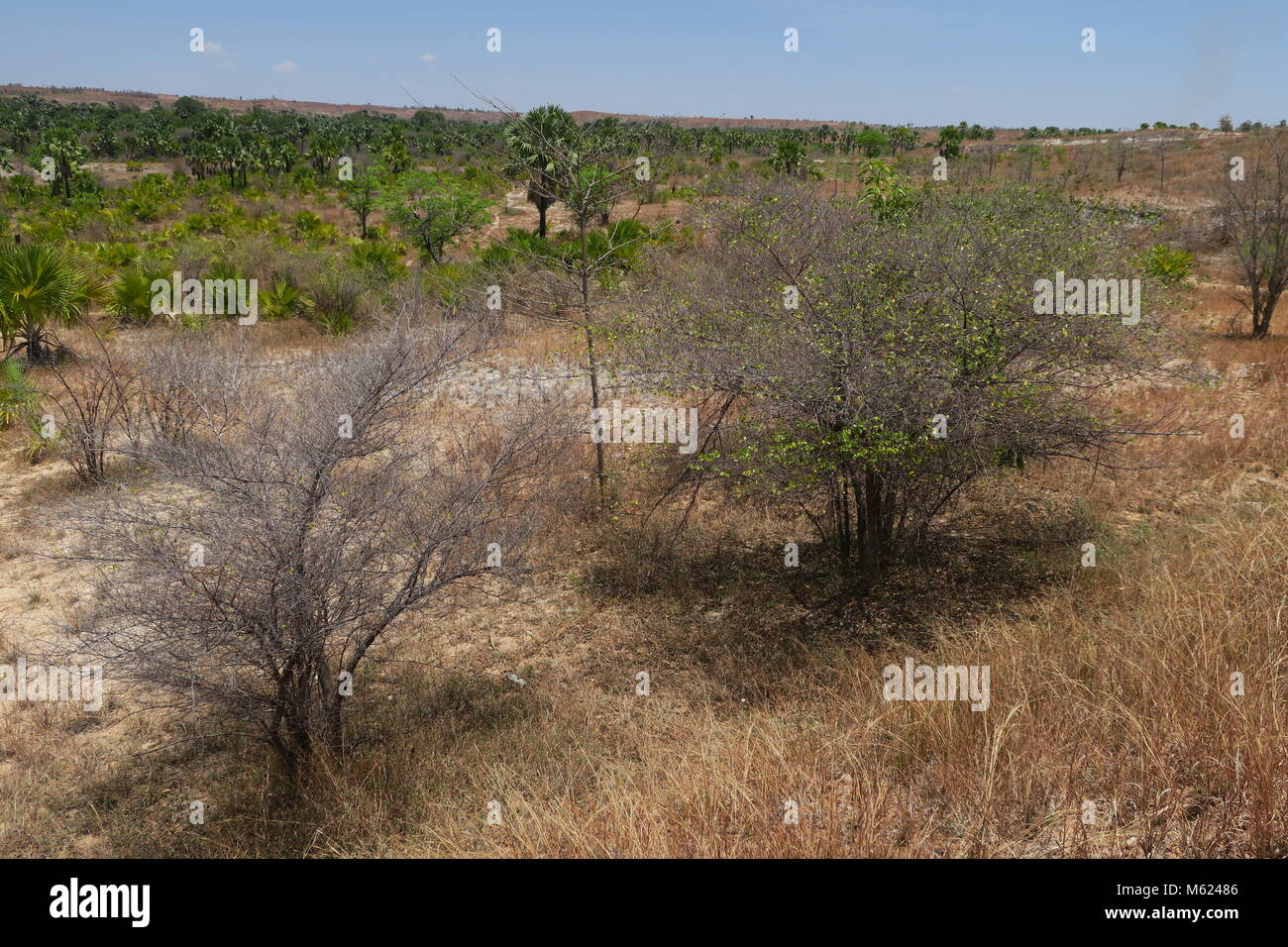 Colorful nature of Madagascar island, fresh countryside of the island ...