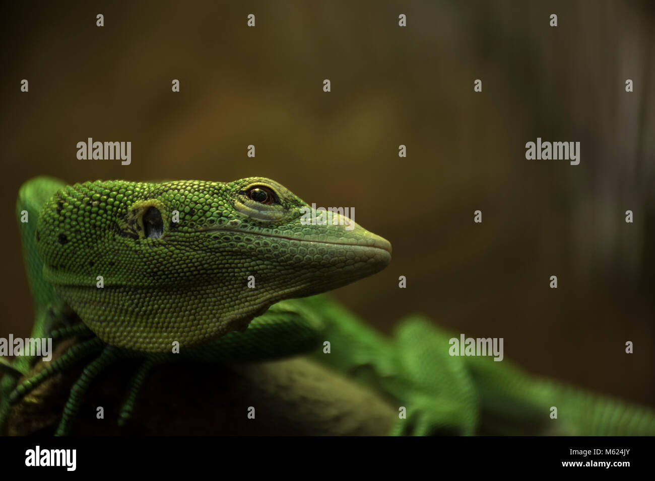 Tropical world leeds hi-res stock photography and images - Alamy