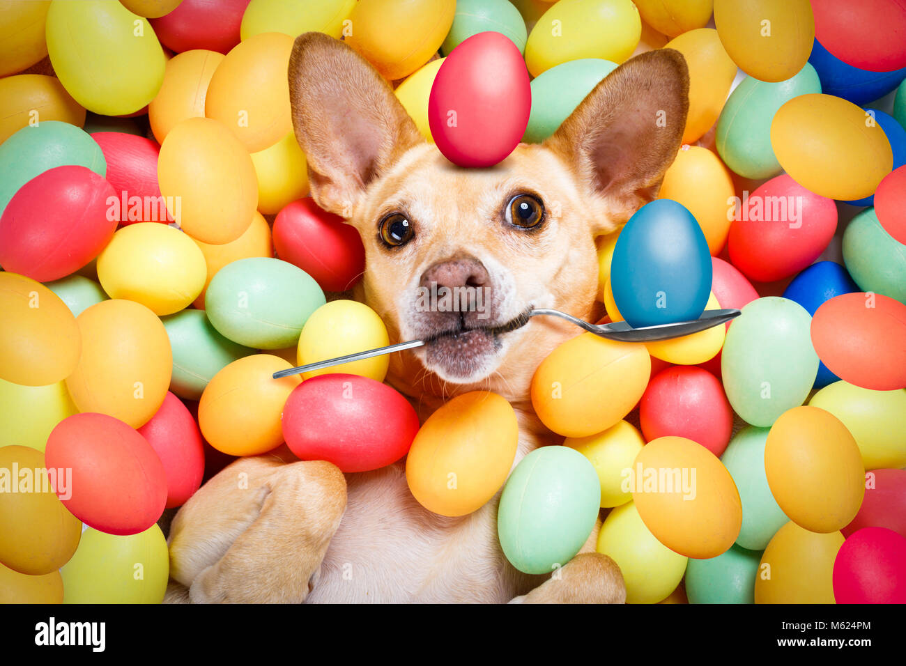 happy easter chihuahua dog lying in bed full of funny colourful eggs ...