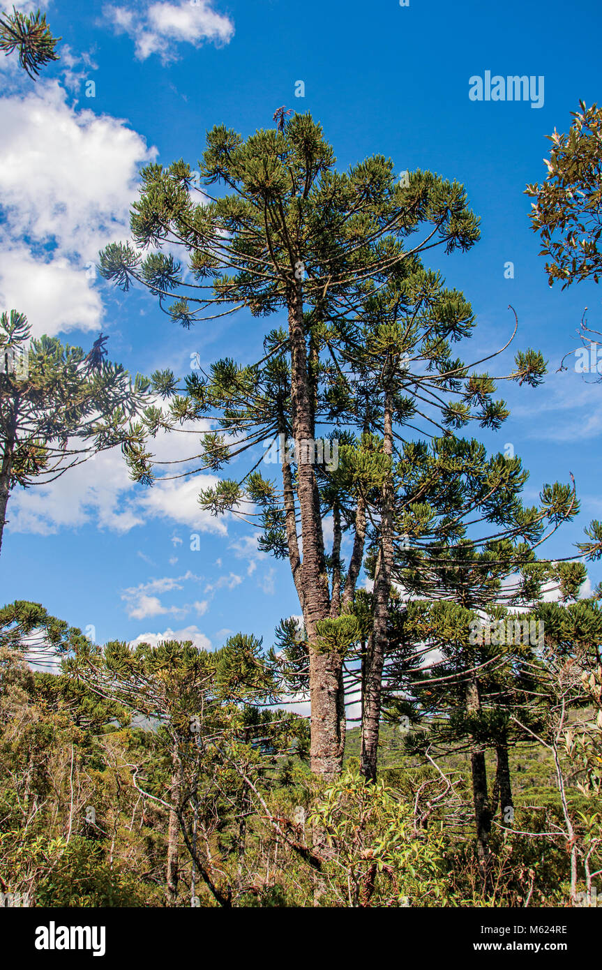Horto florestal park hi-res stock photography and images - Alamy