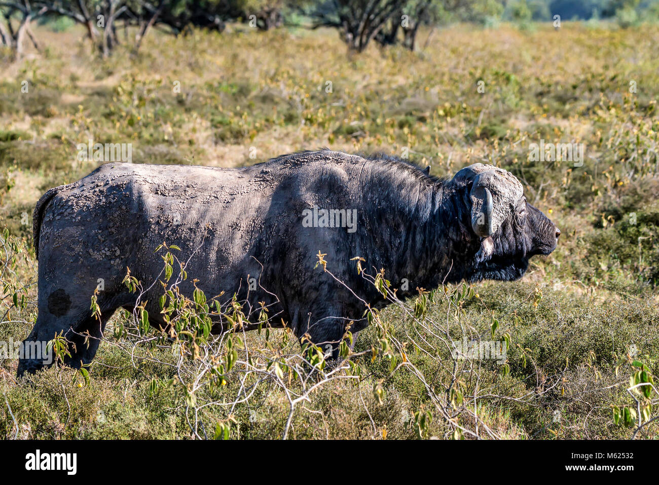 Closeup african buffalo horn syncerus hi-res stock photography and ...