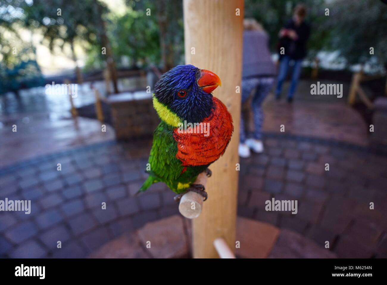 Colorful parrot looking mischievous Stock Photo - Alamy