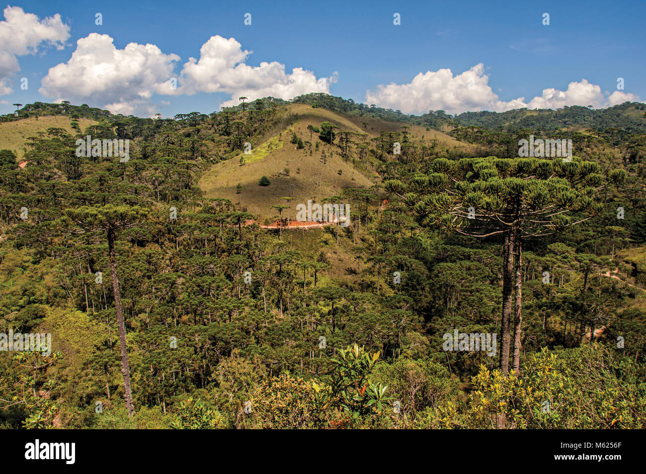 Horto florestal park hi-res stock photography and images - Alamy