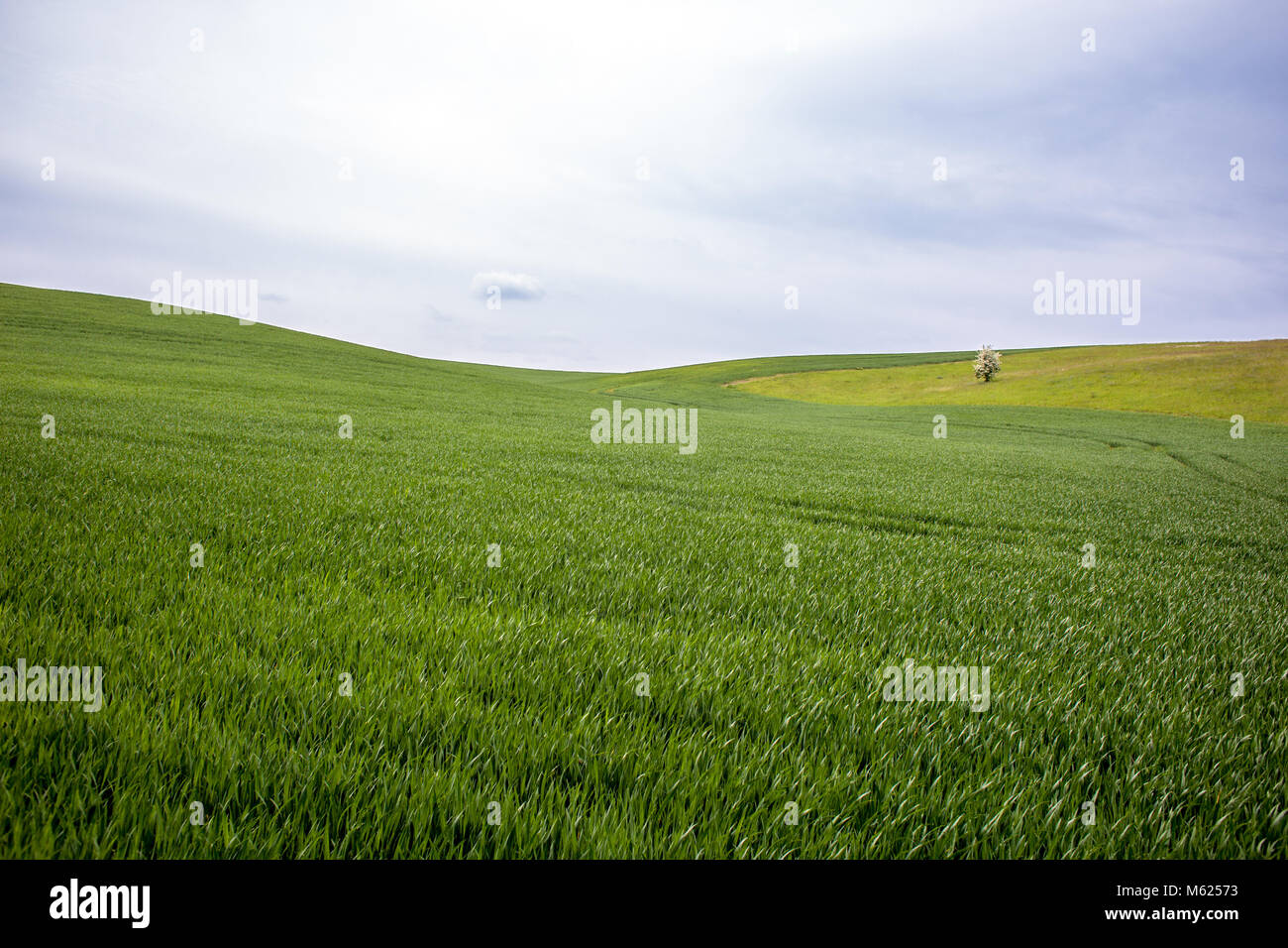 Feld tree hi-res stock photography and images - Alamy