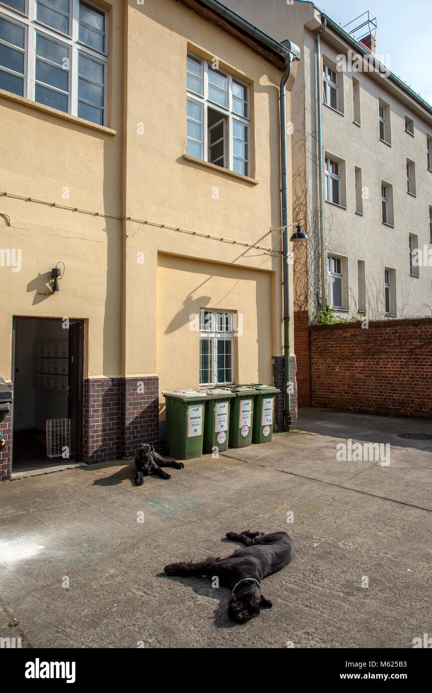 Berlin dogs hi-res stock photography and images - Alamy