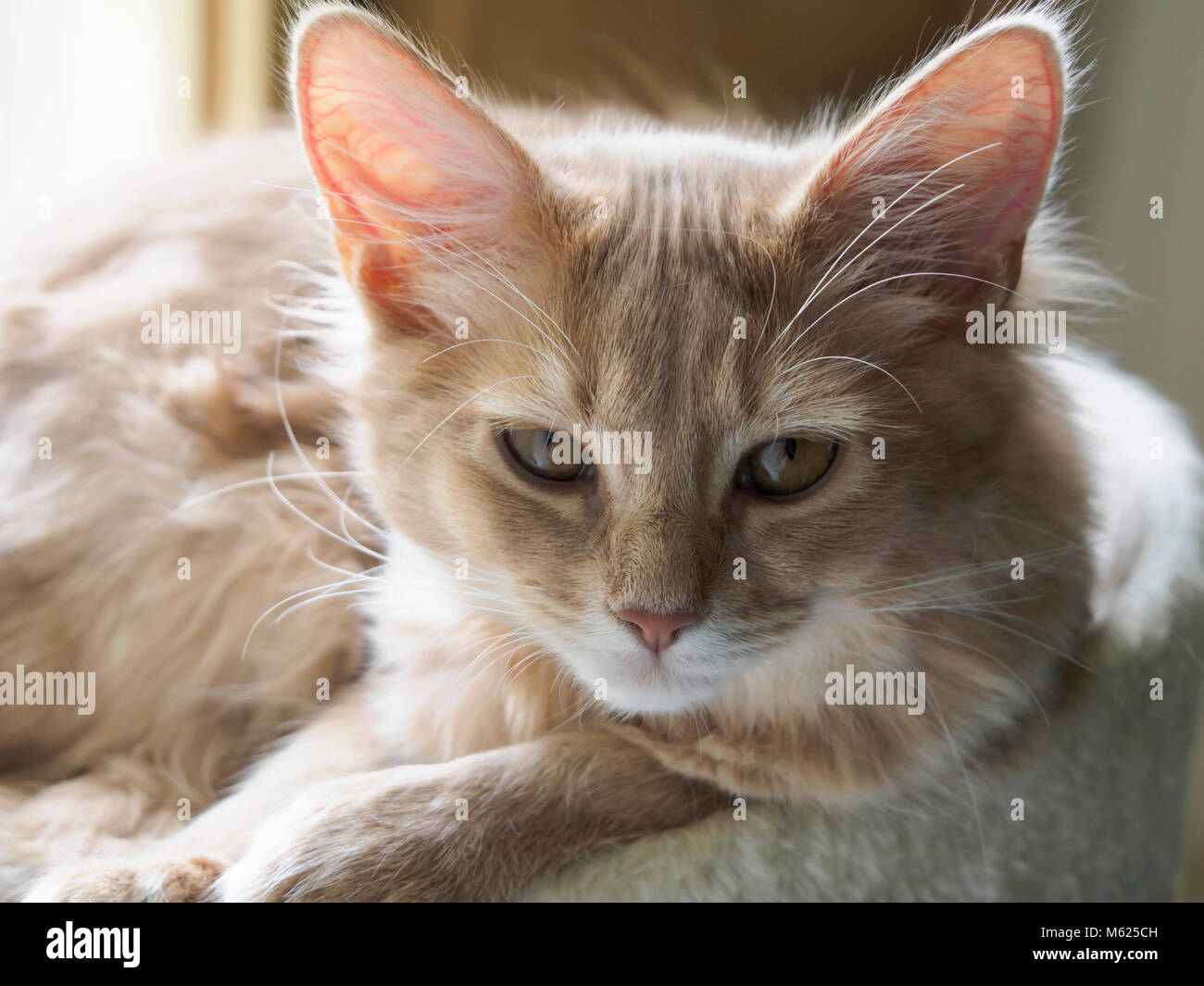 Somali breed hi-res stock photography and images - Alamy