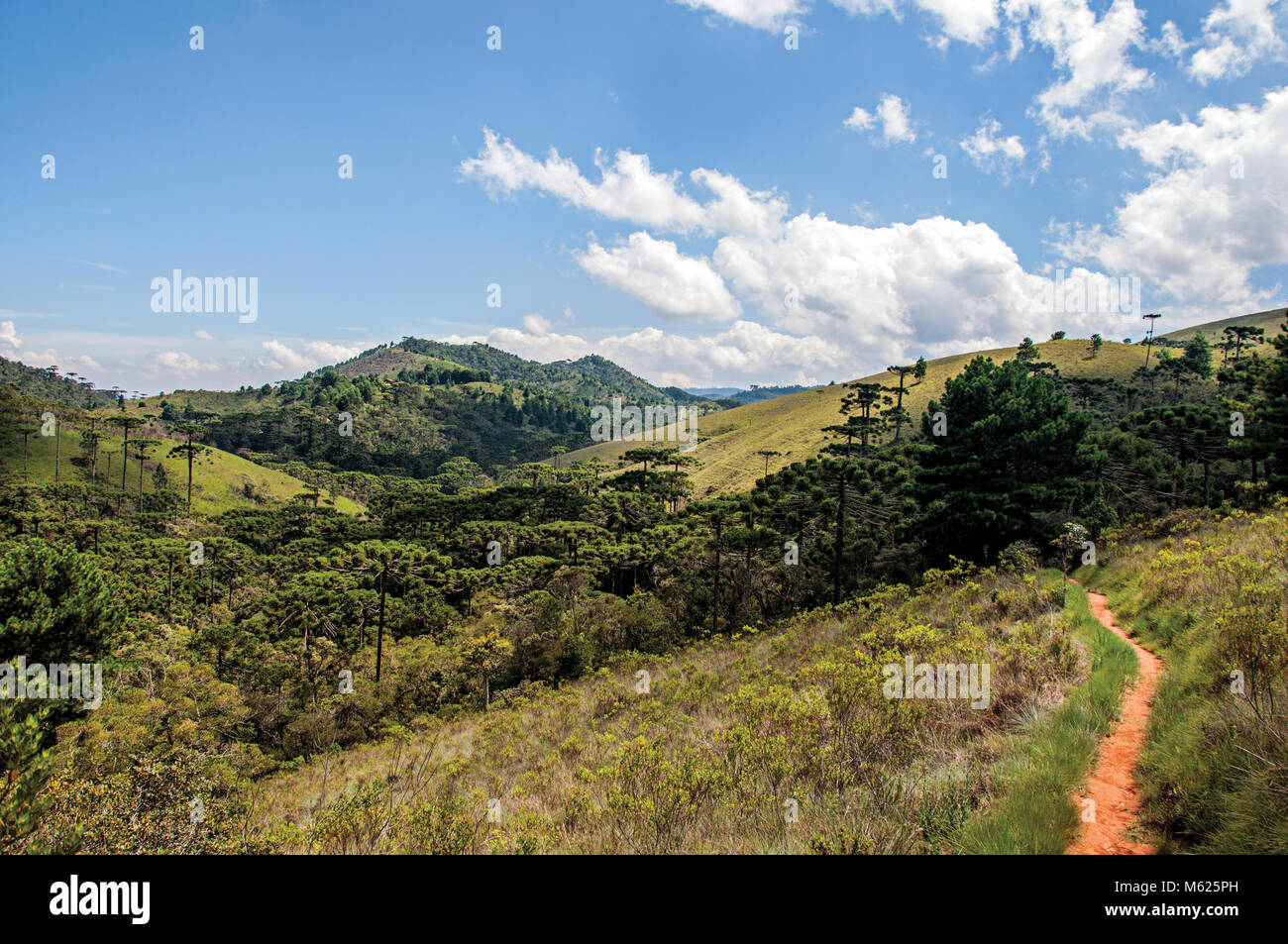 Panoramic view of a pine forest and hills in Horto Florestal, near ...