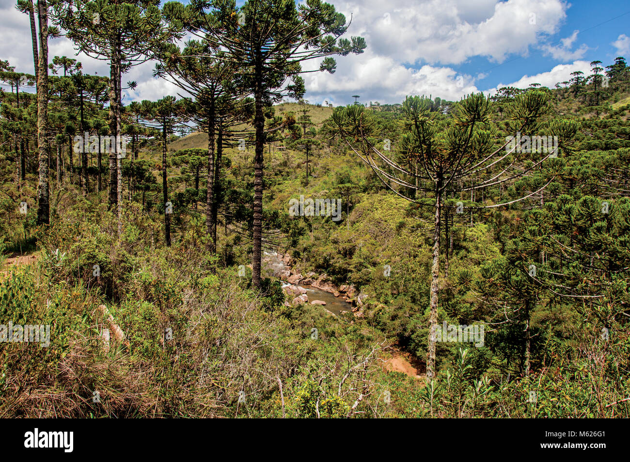 Horto florestal park hi-res stock photography and images - Alamy