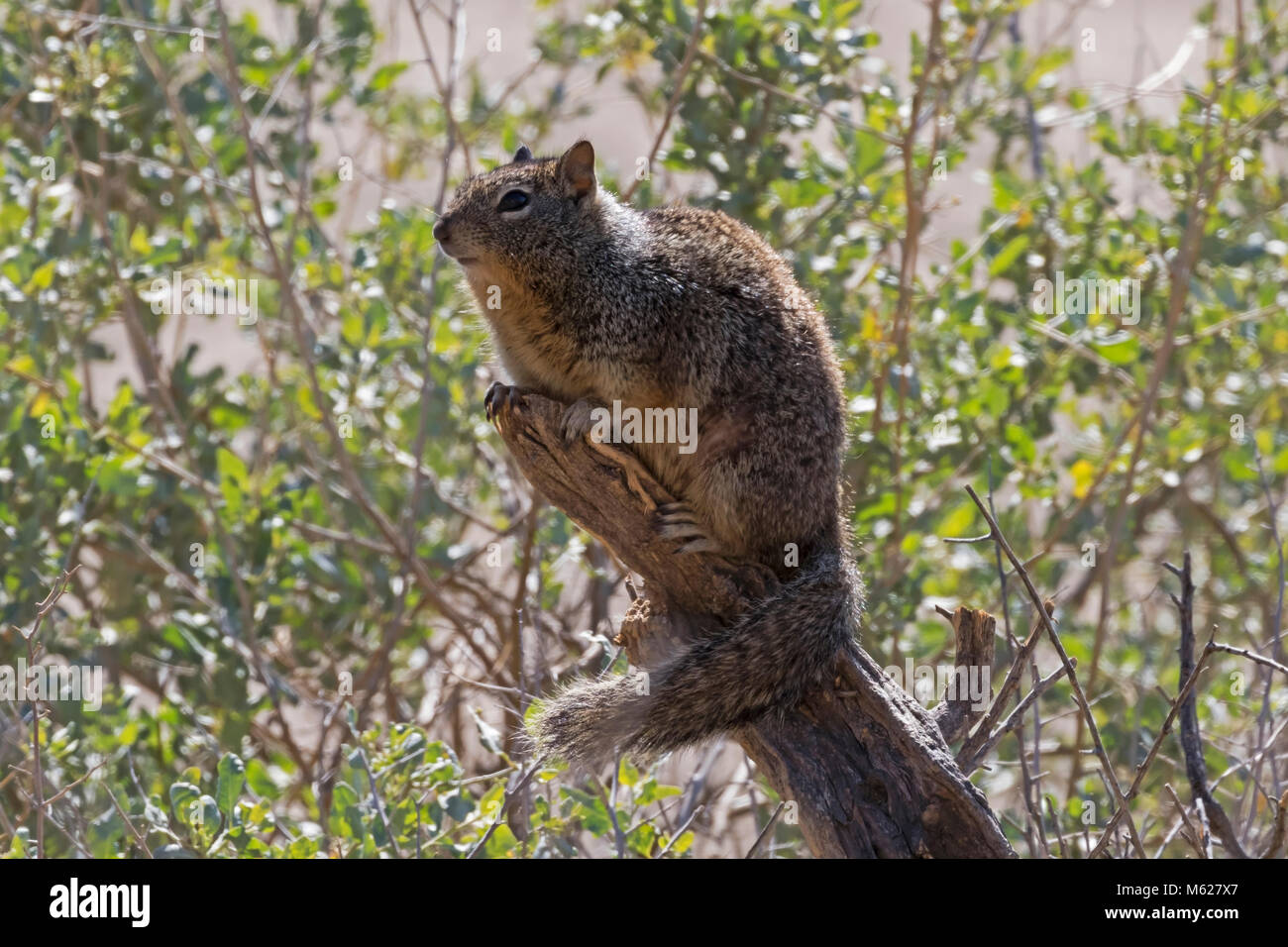 Squirrel on tree limb perch Stock Photo - Alamy