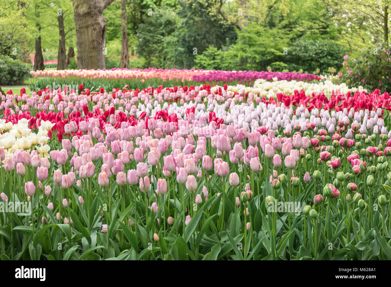 Spring tulip field in garden, Amsterdam, Netherlands Stock Photo - Alamy