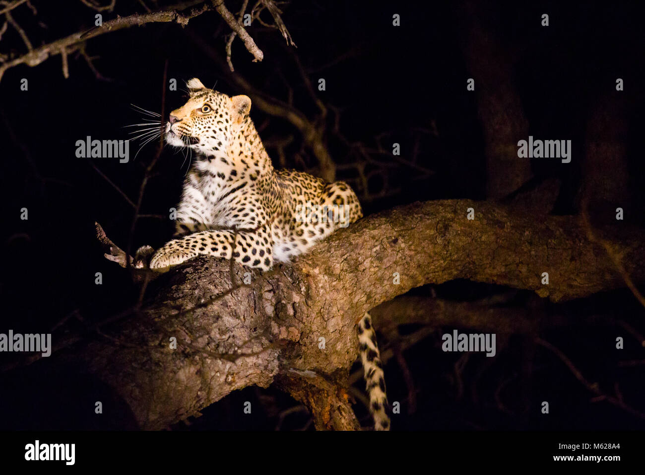 Male leopards hi-res stock photography and images - Alamy