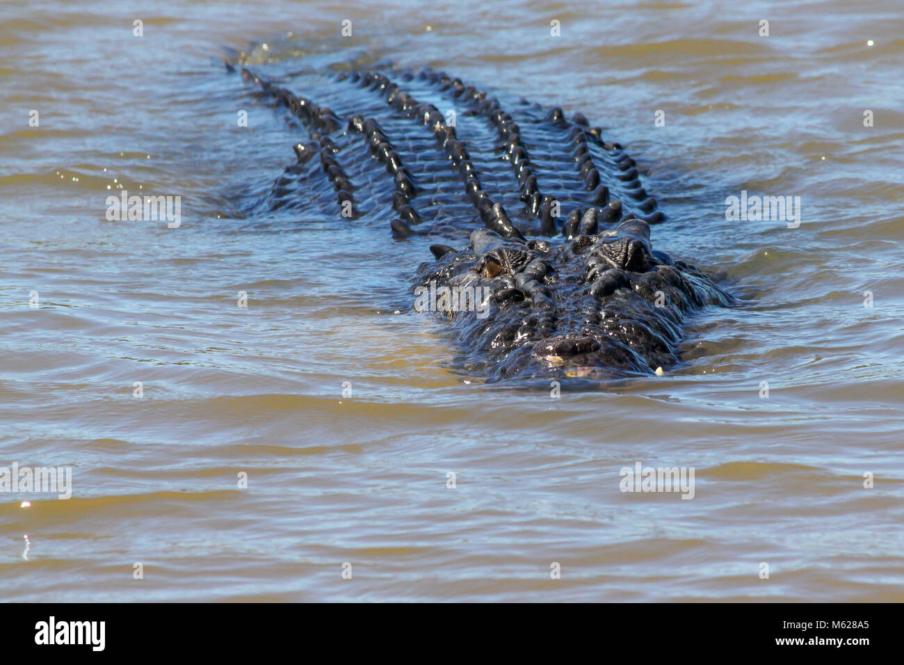 Indo pacific crocodile hi-res stock photography and images - Alamy