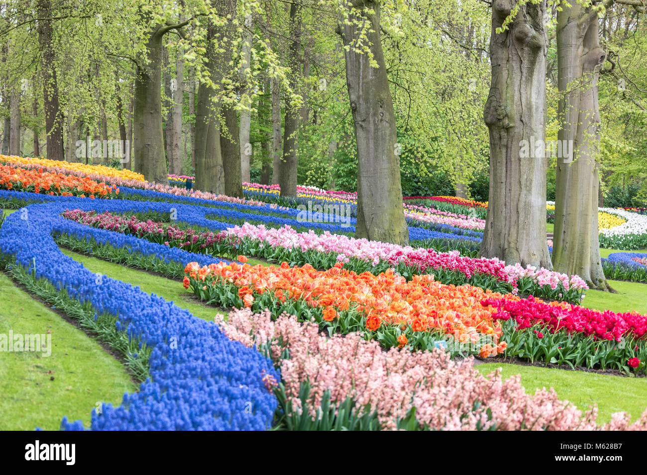 Spring tulip field in garden, Amsterdam, Netherlands Stock Photo - Alamy