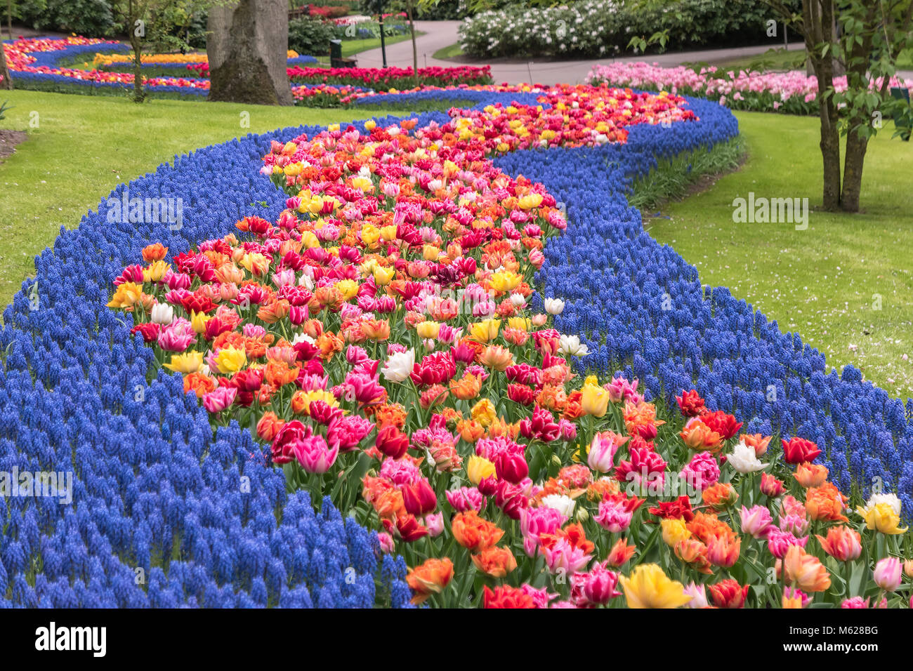 Spring tulip field in garden, Amsterdam, Netherlands Stock Photo - Alamy