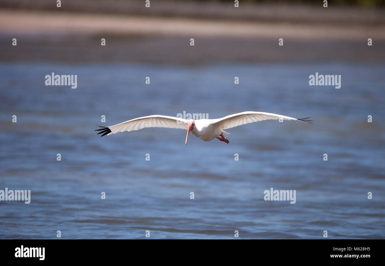 American White ibis Eudocimus albus bird flies in and lands in a pond ...